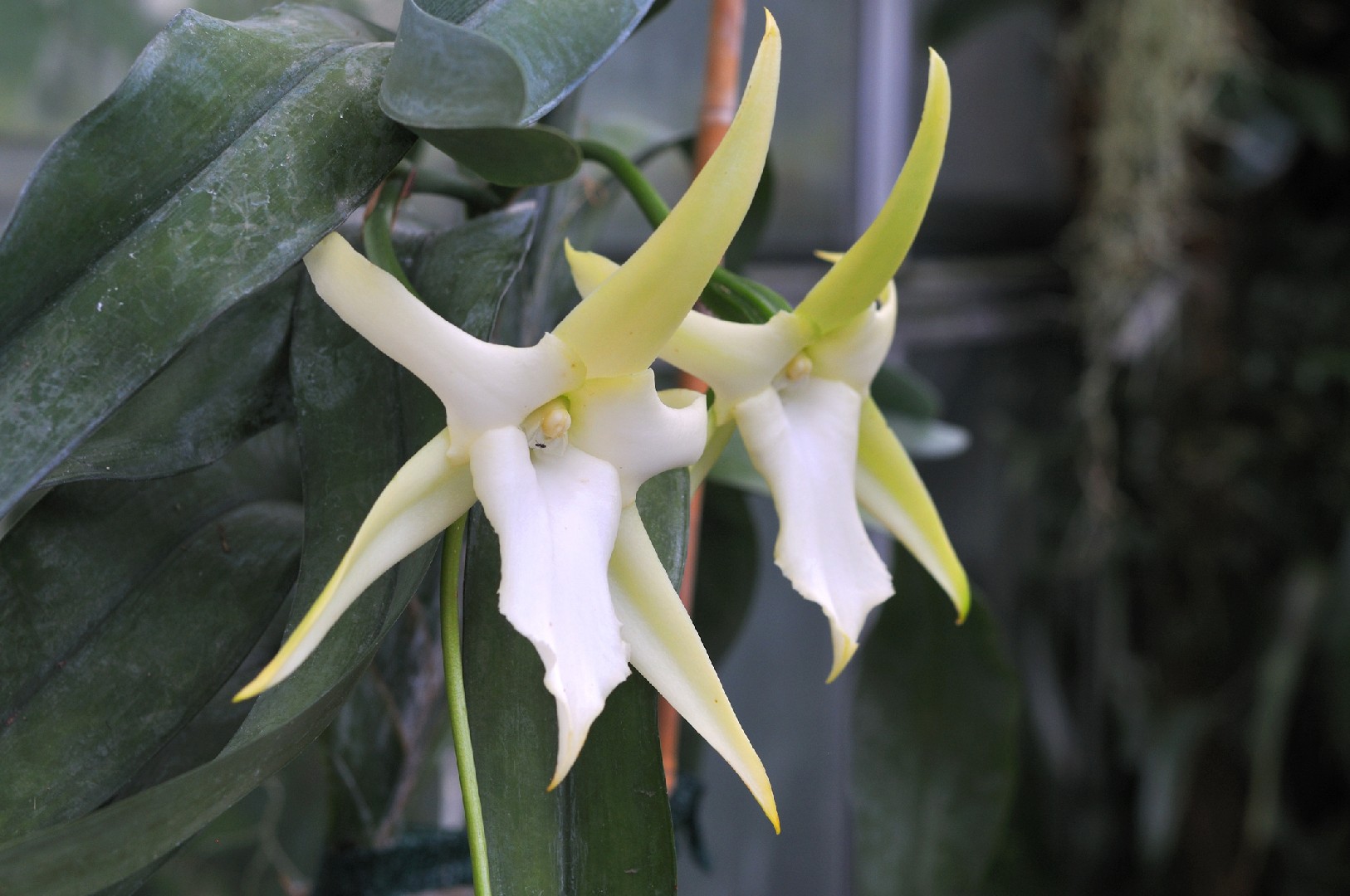 Stern von Madagaskar (Angraecum sesquipedale) - PictureThis