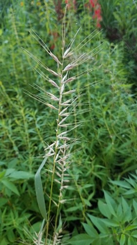 Elymus hystrix - PictureThis