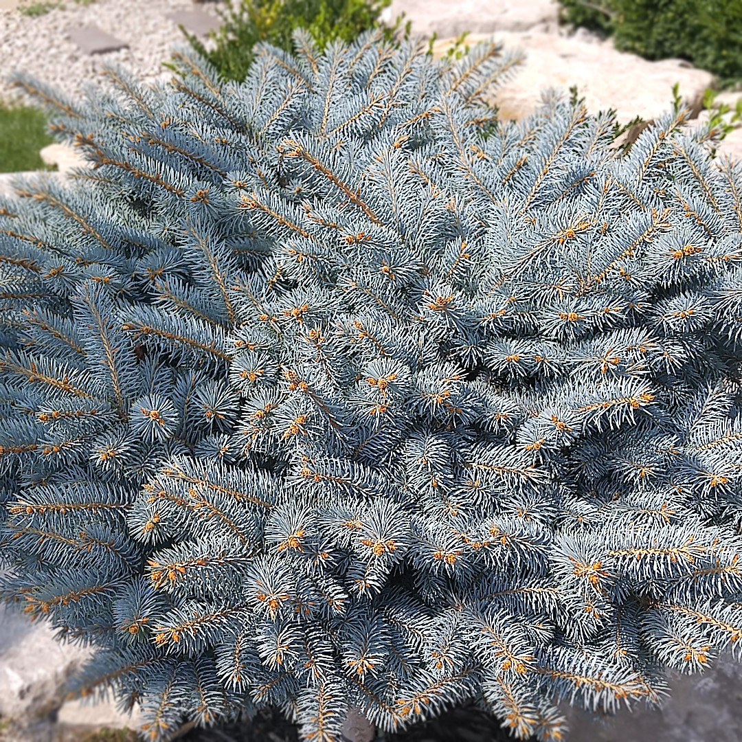 Blue spruce (Picea pungens) Flower, Leaf, Care, Uses - PictureThis