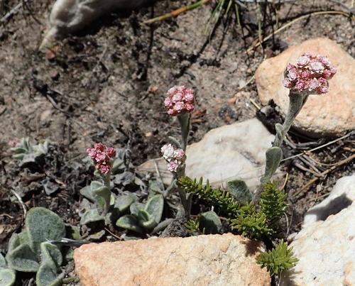 Helichrysum - PictureThis