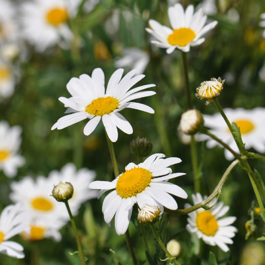 Margarita (Leucanthemum vulgare) - PictureThis
