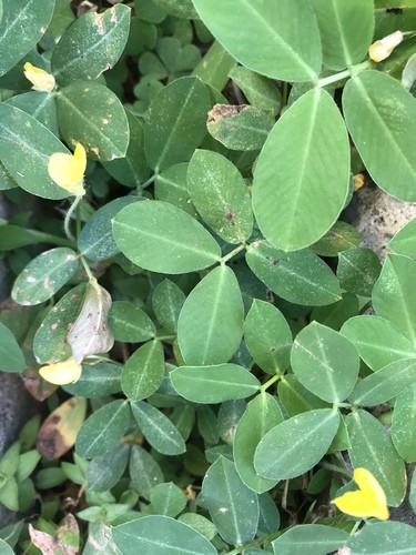 Arachis repens 照顧，繁殖，開花時間 - PictureThis