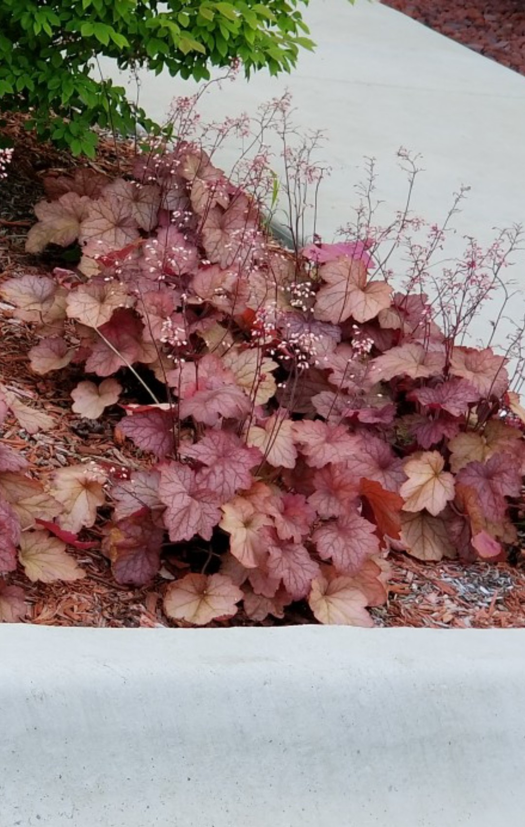 Heuchera 'Peach Flambe' - PictureThis