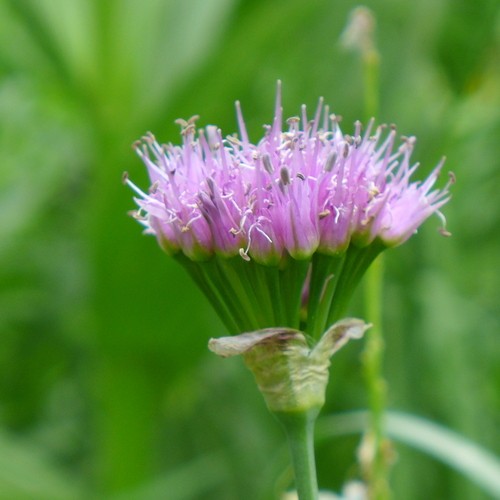 Allium validum - PictureThis