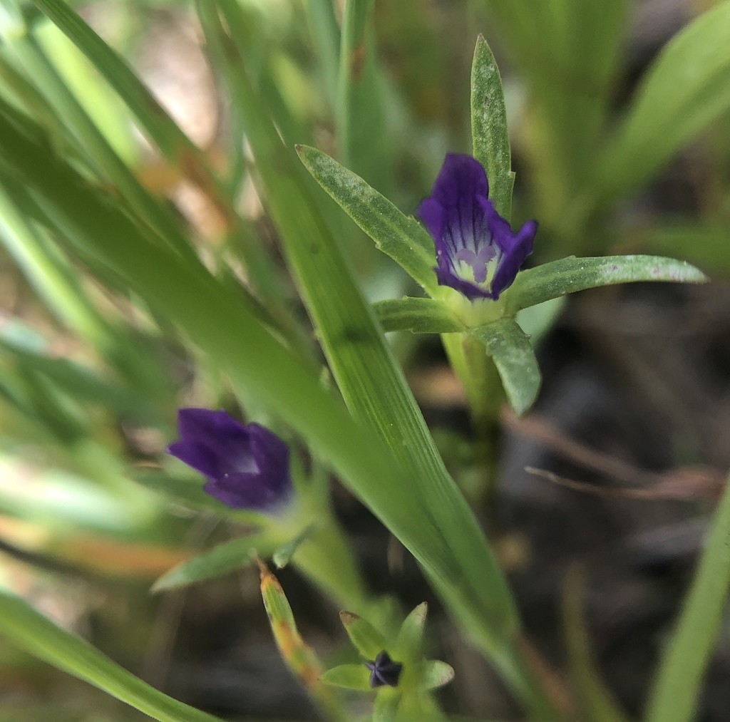 Githopsis - PictureThis