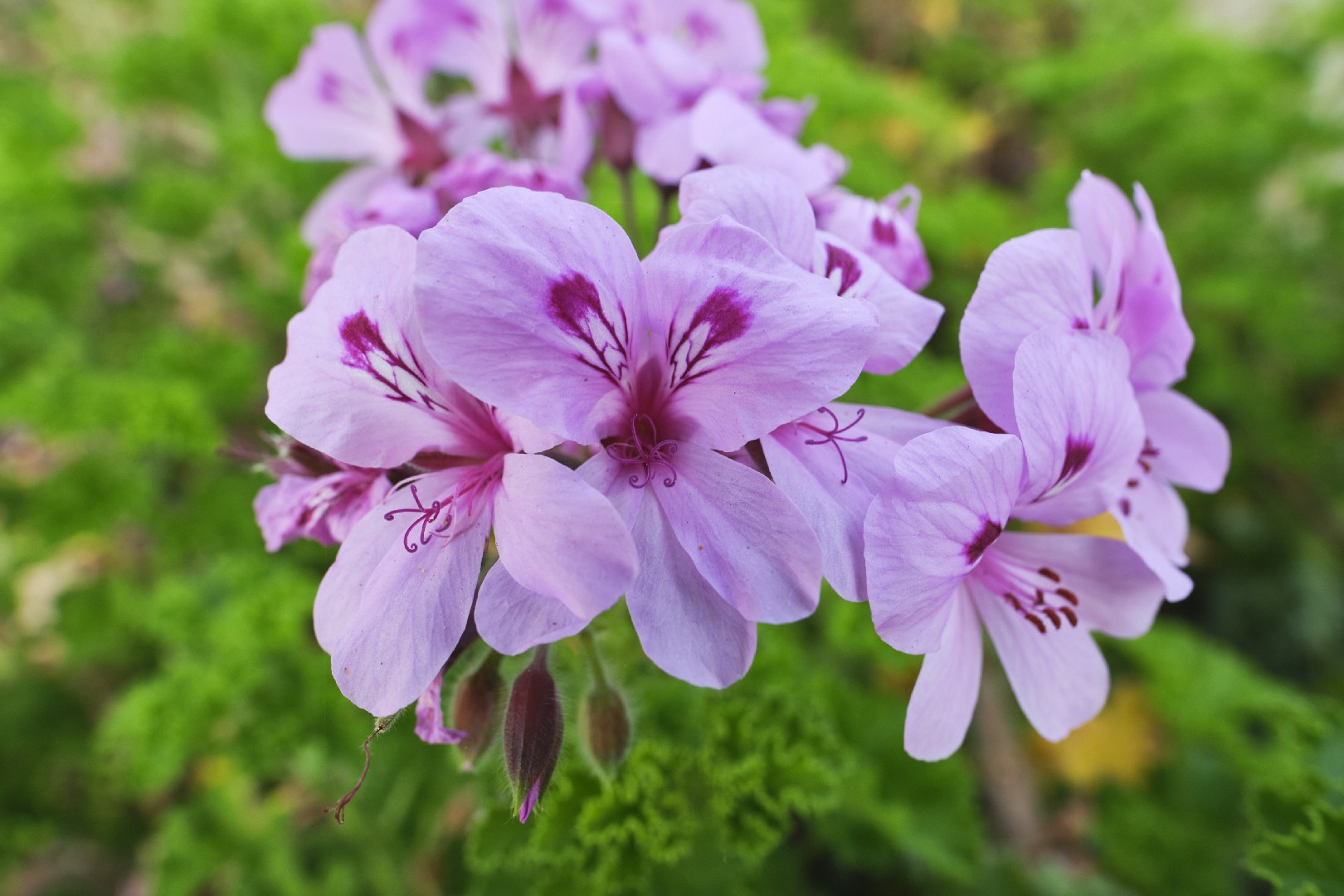 Pelargoniums (Pelargonium) Flower, Leaf, Care, Uses - PictureThis