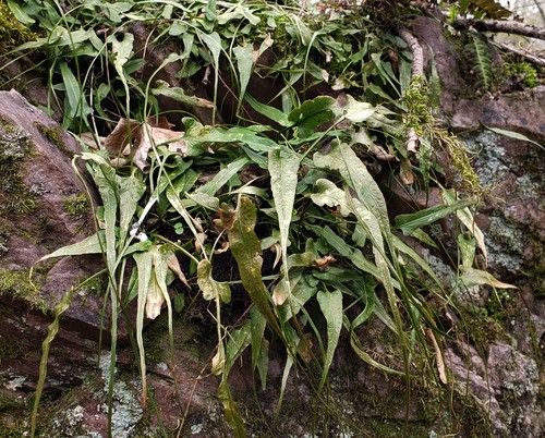 Walking fern (Asplenium rhizophyllum) Flower, Leaf, Uses - PictureThis