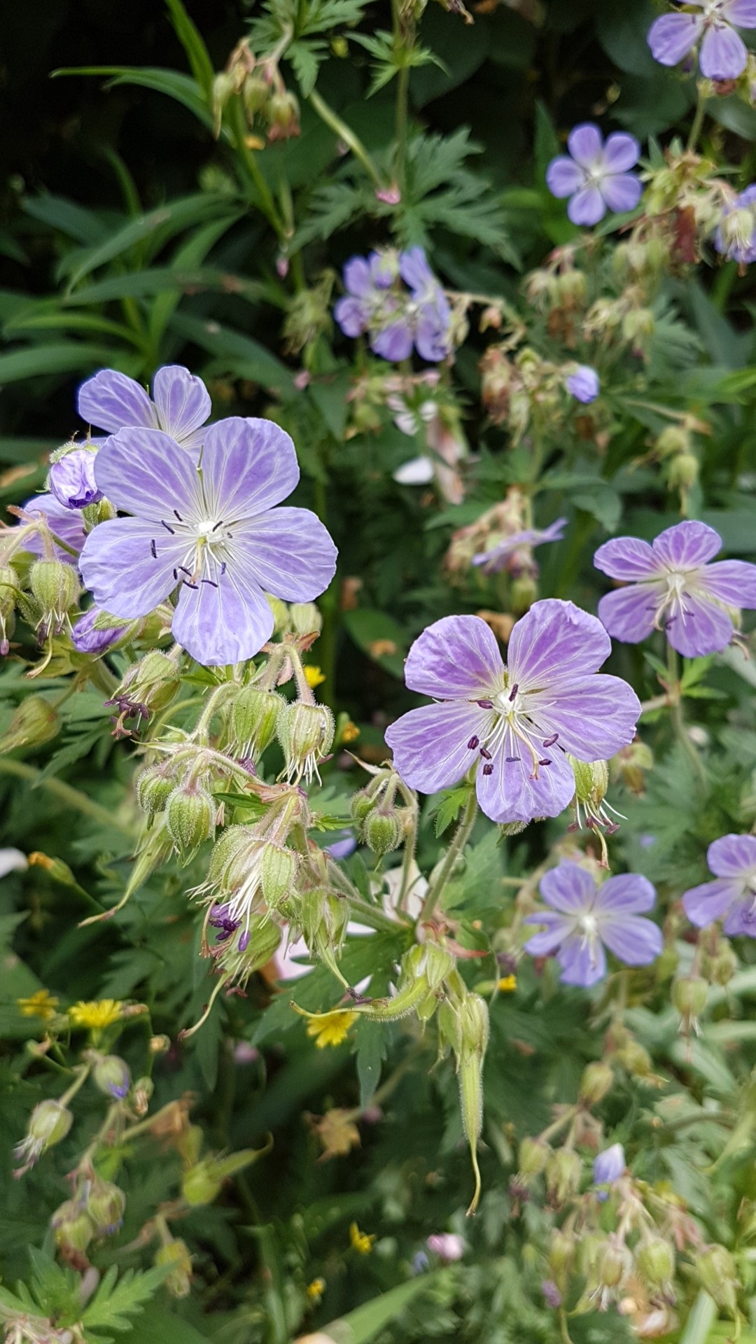 Geranium - PictureThis