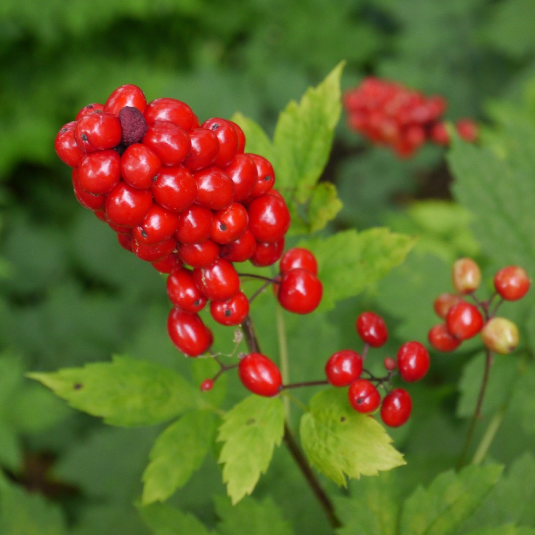 Actaea rubra - PictureThis