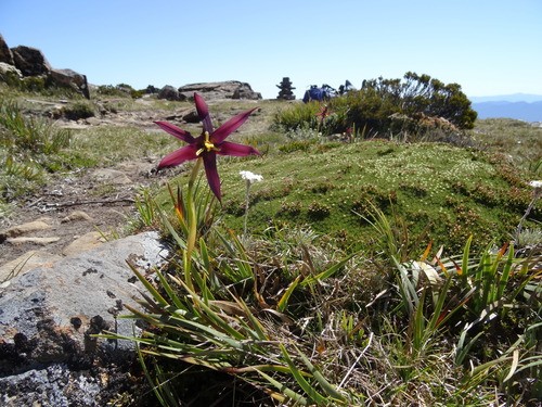 Isophysis tasmanica (Isophysis tasmanica) - PictureThis
