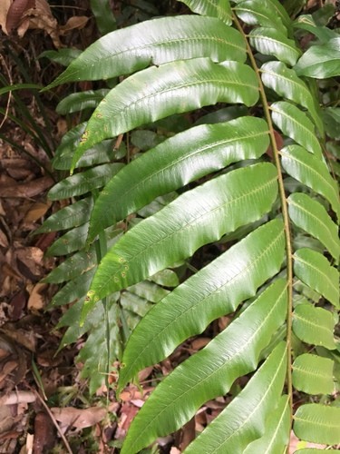 Stenochlaena palustris - PictureThis