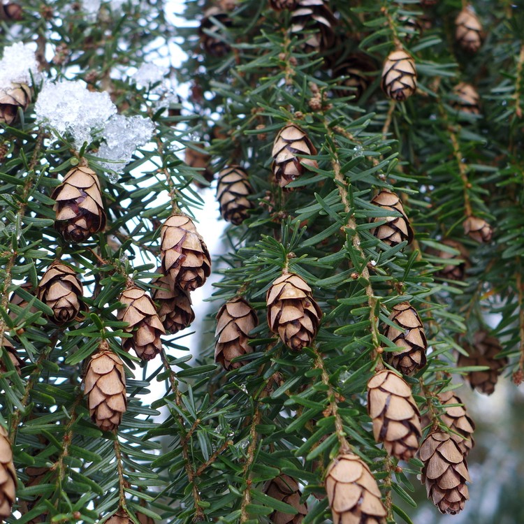 Pruche de l'ouest est-il un bois dur ou un bois tendre? - PictureThis