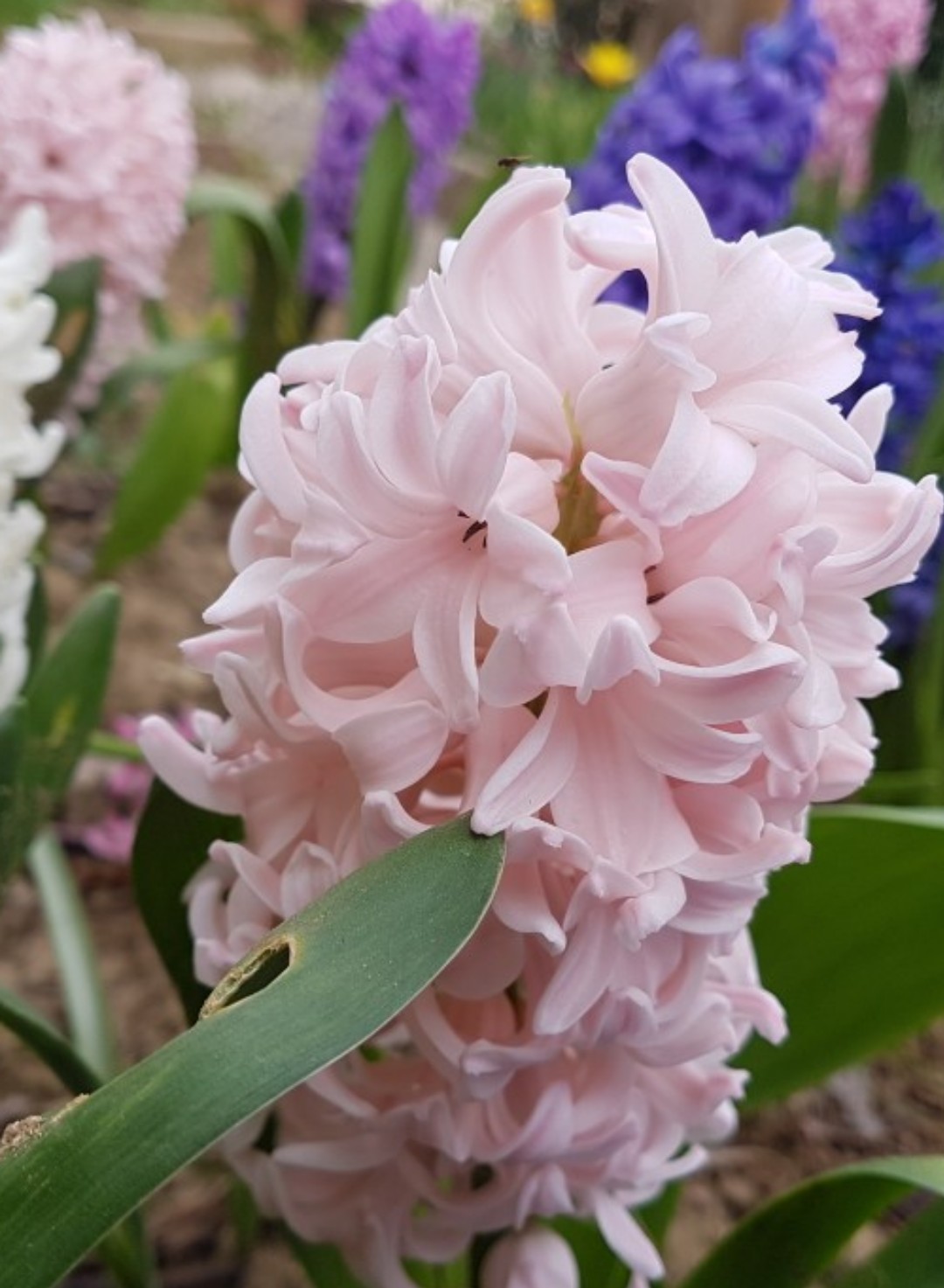 Hyacinthus orientalis 'Pink Surprise' - PictureThis