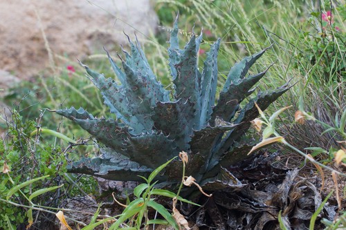 Agave sobria - PictureThis