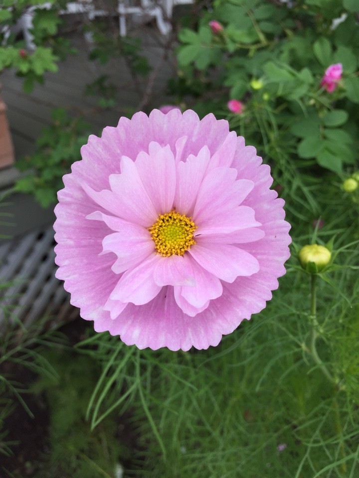 Cosmos bipinnatus 'Cupcakes Blush' - PictureThis