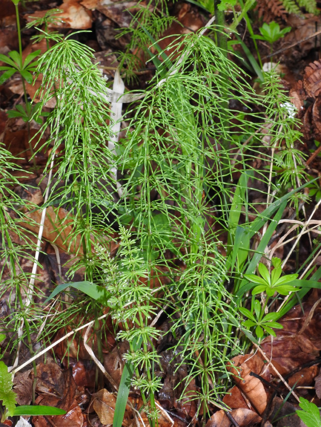 Meadow horsetail (Equisetum pratense) Flower, Leaf, Uses - PictureThis