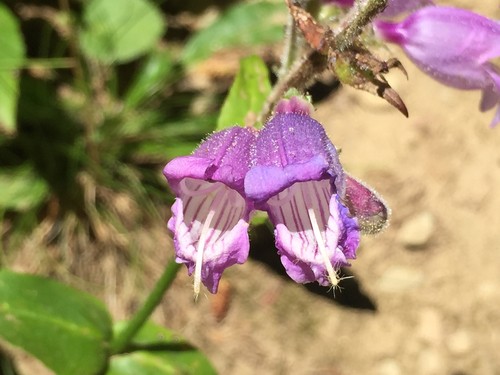Penstemon rattanii - PictureThis