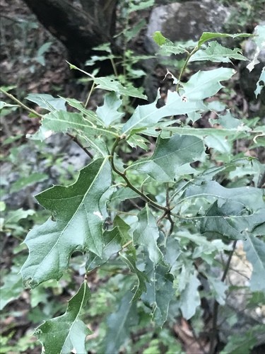 Chisos red oak (Quercus gravesii) Flower, Leaf, Uses - PictureThis