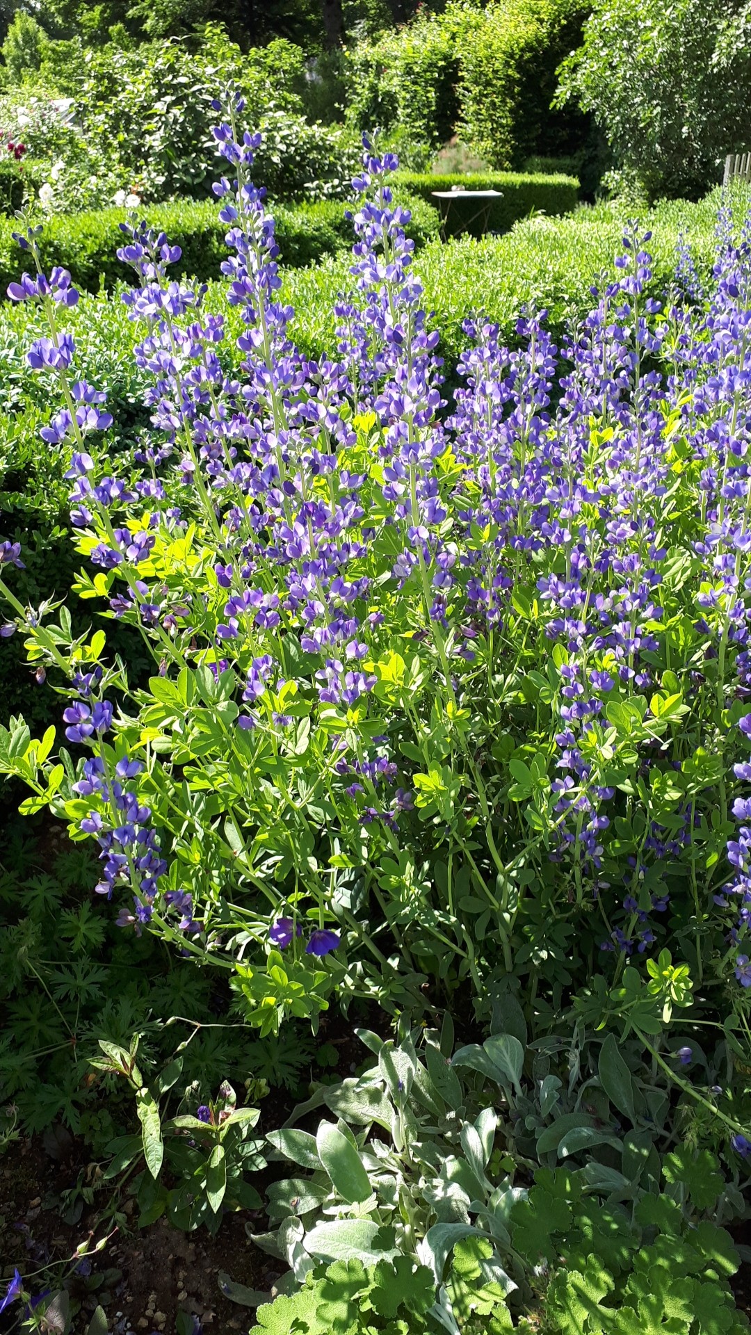 Baptisia × Bicolor 'Starlite' - PictureThis