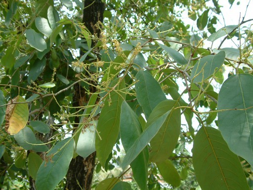 Terminalia chebula - PictureThis