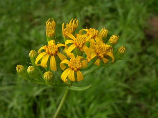 Jacobaea cannabifolia - PictureThis