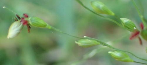Panicum deustum (Panicum deustum) - PictureThis