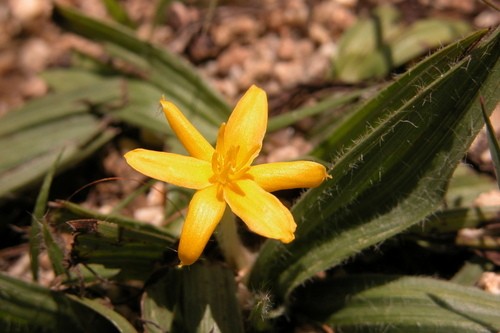 Curculigo orchioides - PictureThis
