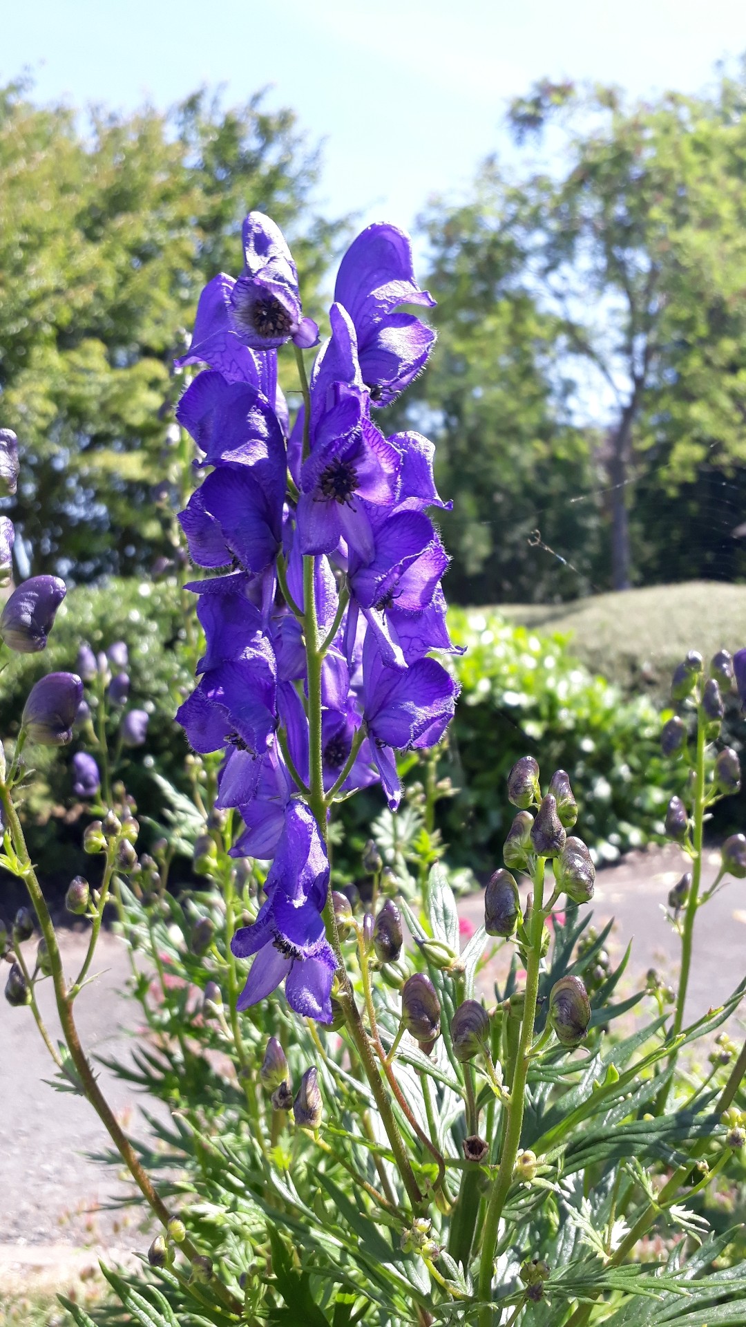 Aconitum (Aconitum) - PictureThis