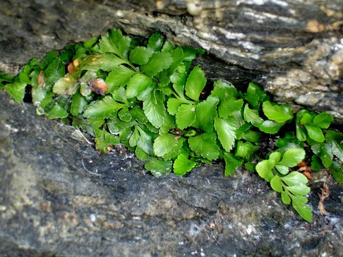 Asplenium - PictureThis