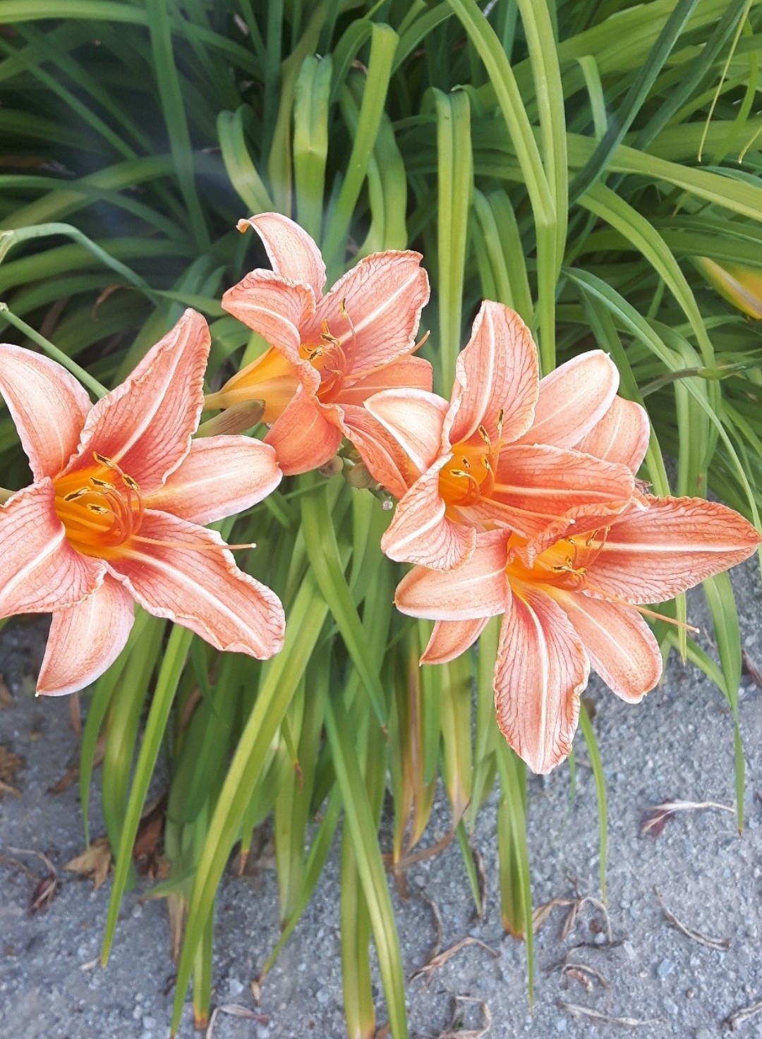 Hemerocallis cultorum 'Neyron Rose' - PictureThis