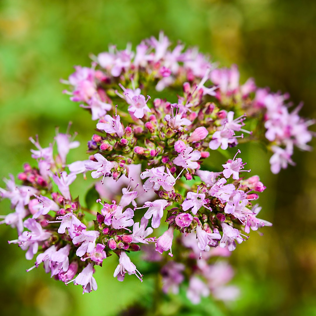 Origanum vulgare - PictureThis