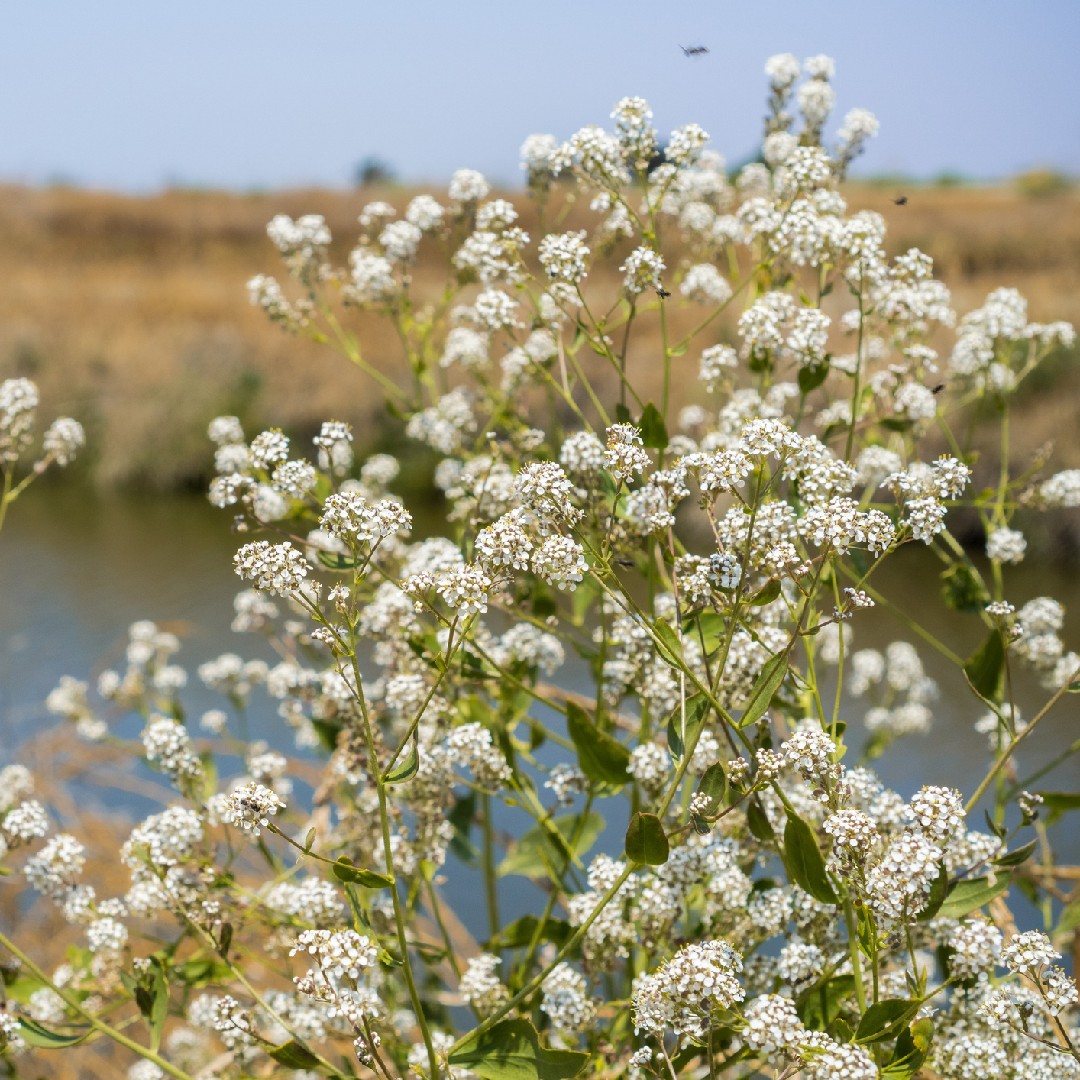 Lepidium latifolium (Lepidium latifolium) - PictureThis