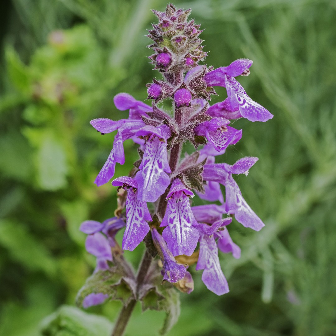 Stachys bullata - PictureThis