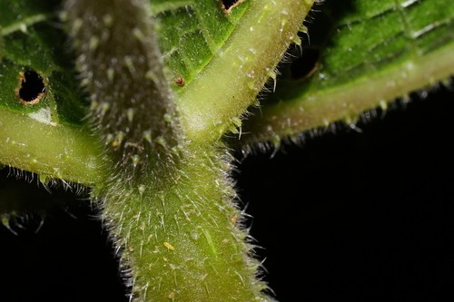 Dendrocnide excelsa - PictureThis