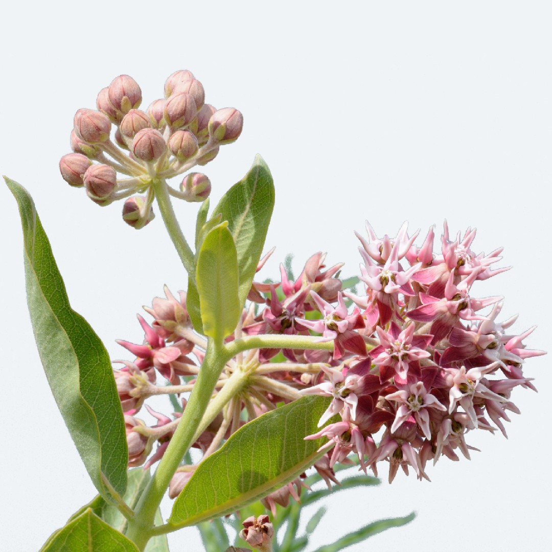 Asclepias speciosa (Asclepias speciosa) - PictureThis