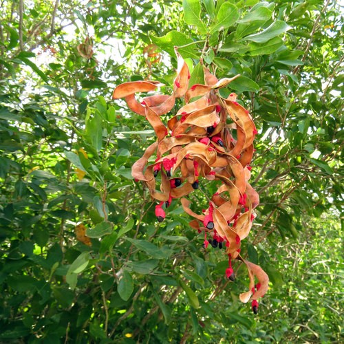 Catclaw blackbead (Pithecellobium unguis-cati) Flower, Leaf, Care, Uses ...