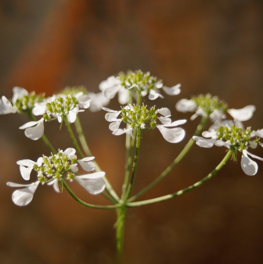 Bur Chervil (Anthriscus caucalis) Flower, Leaf, Care, Uses - PictureThis