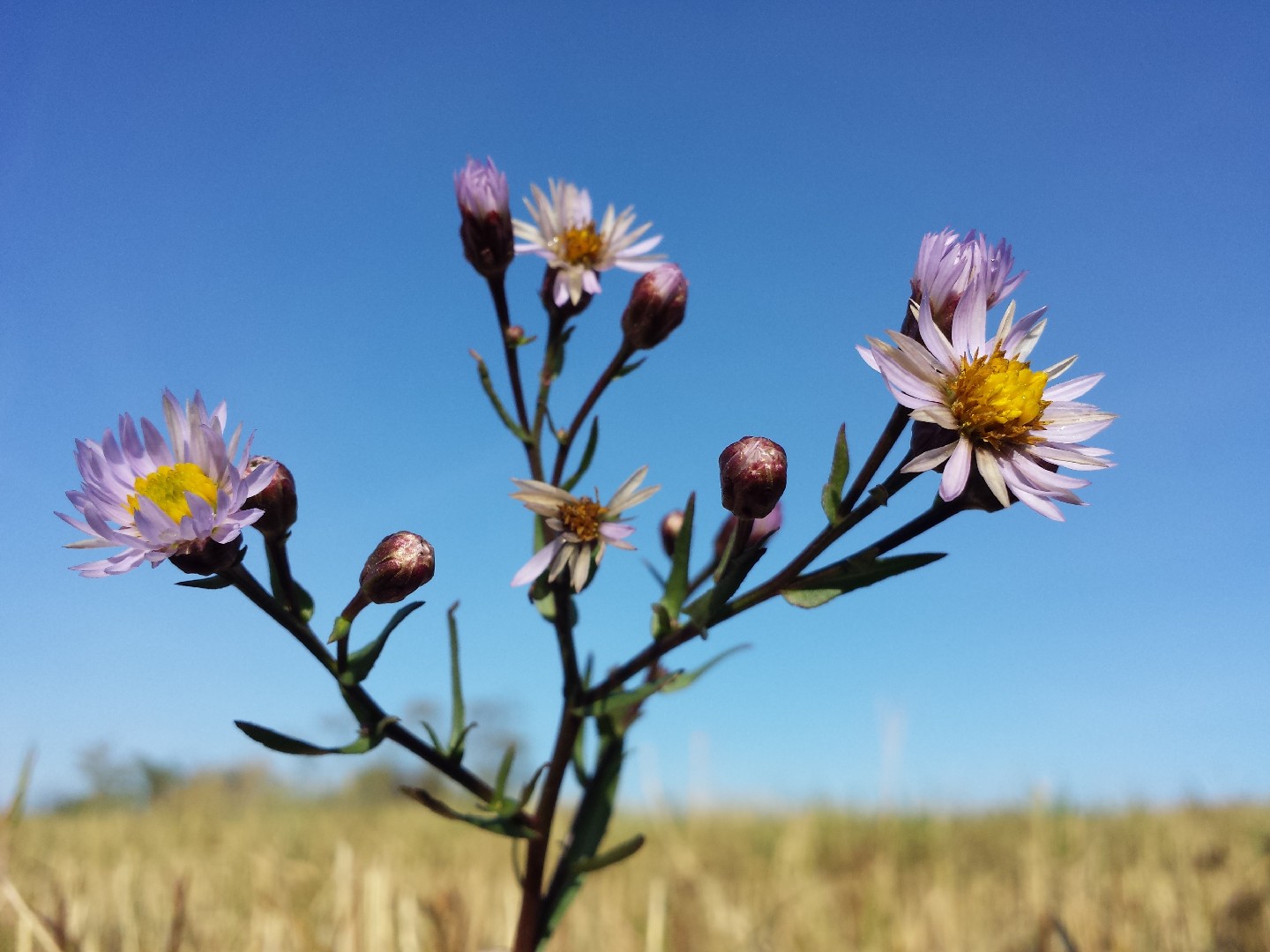 Áster Marítimo (Tripolium pannonicum) - PictureThis