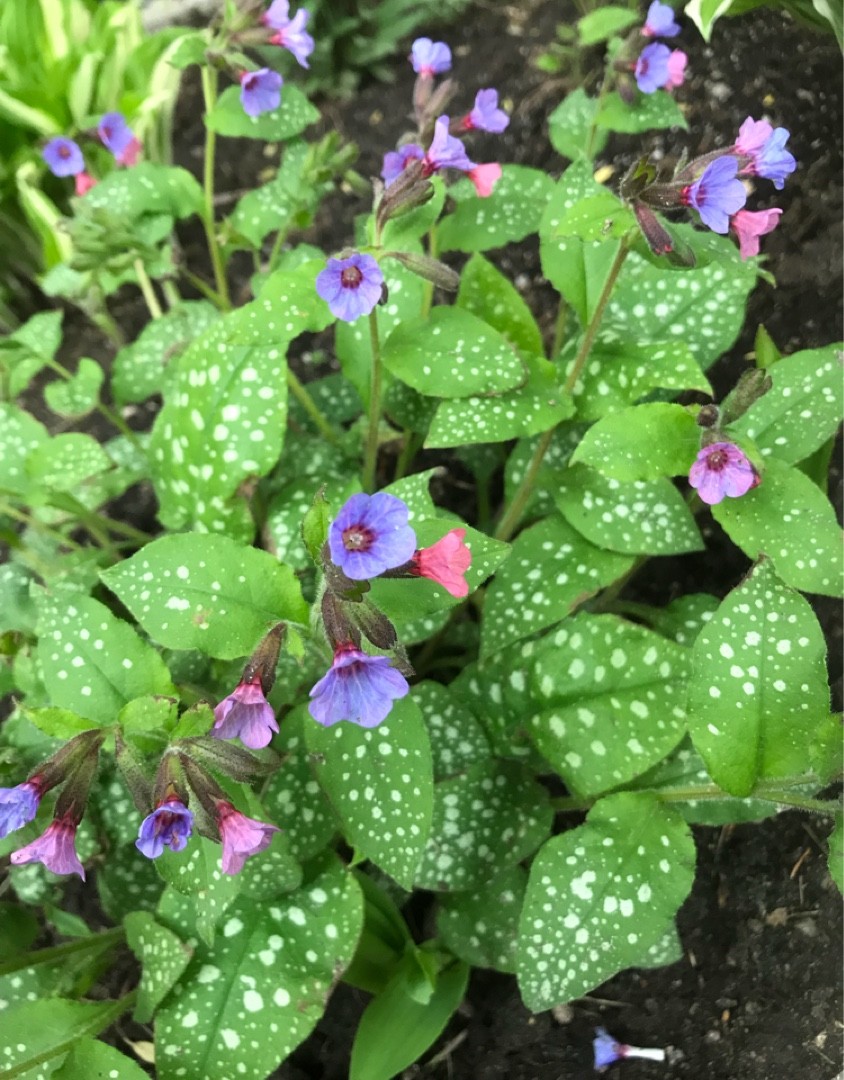 Pulmonaria saccharata - PictureThis