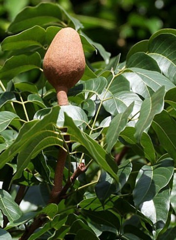 Pokok Mahogani Besar (Swietenia macrophylla) - PictureThis