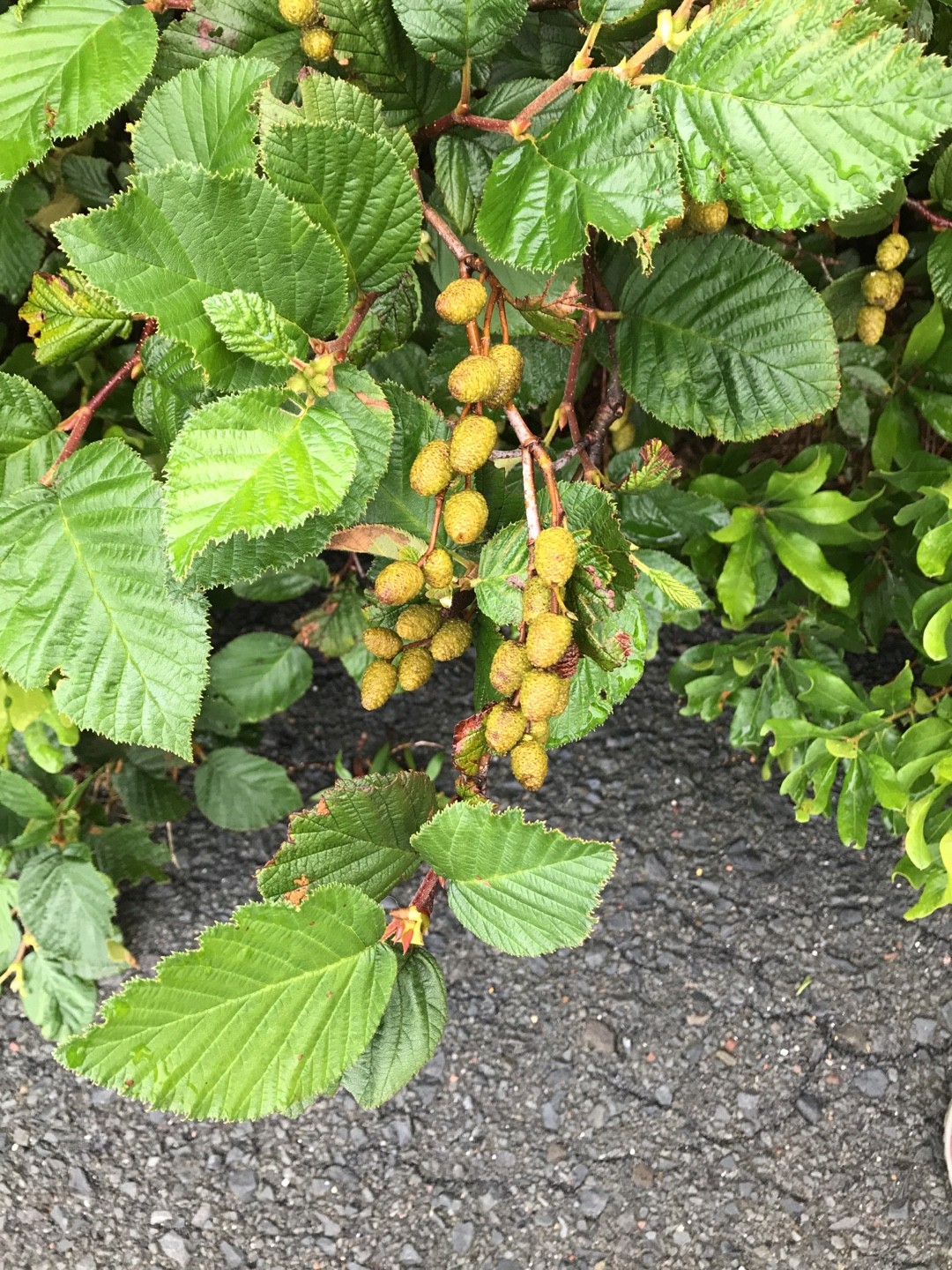 Ontano verde (Alnus alnobetula subsp. fruticosa) - PictureThis