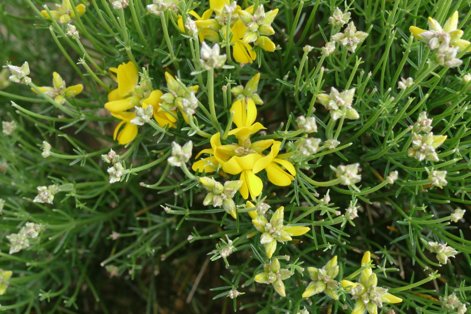 Genêt à rameaux rayonnants (Genista radiata) - PictureThis