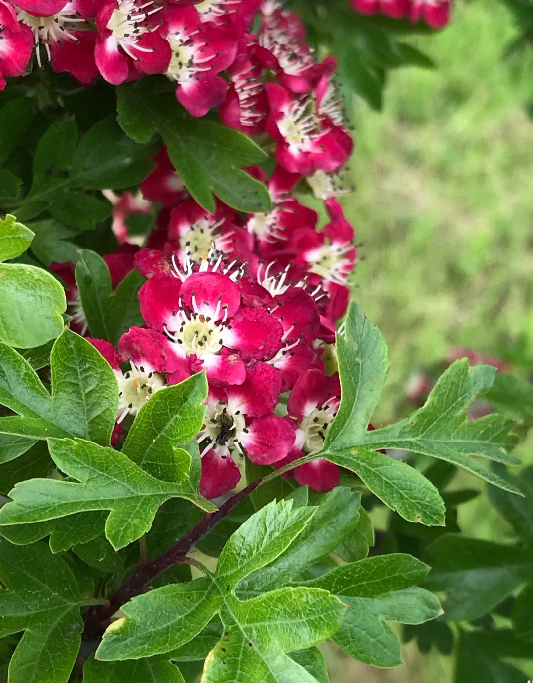 Crataegus laevigata 'Punicea' (Crataegus laevigata 'Punicea') - PictureThis