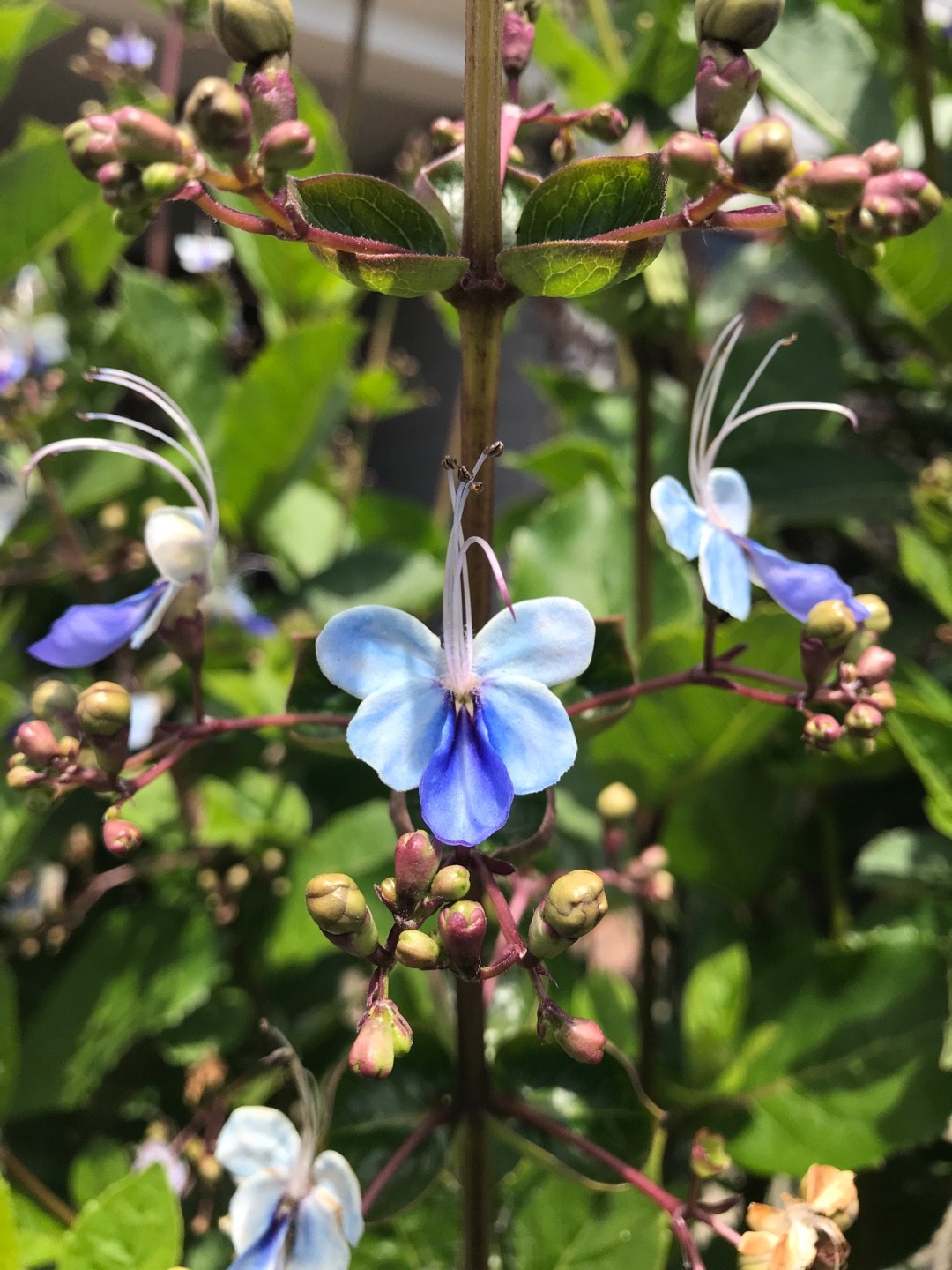 Rotheca myricoides 'Ugandense' (Rotheca myricoides 'Ugandense ...