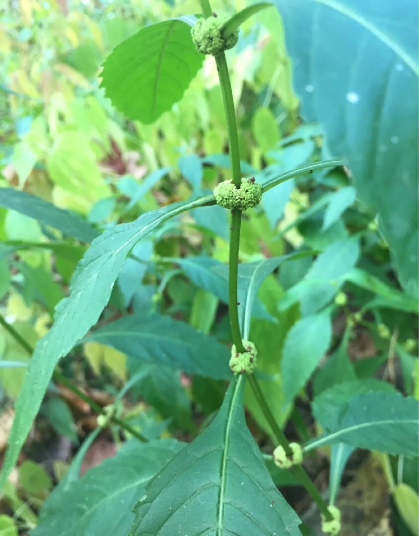 American Horehound (Lycopus virginicus) - PictureThis