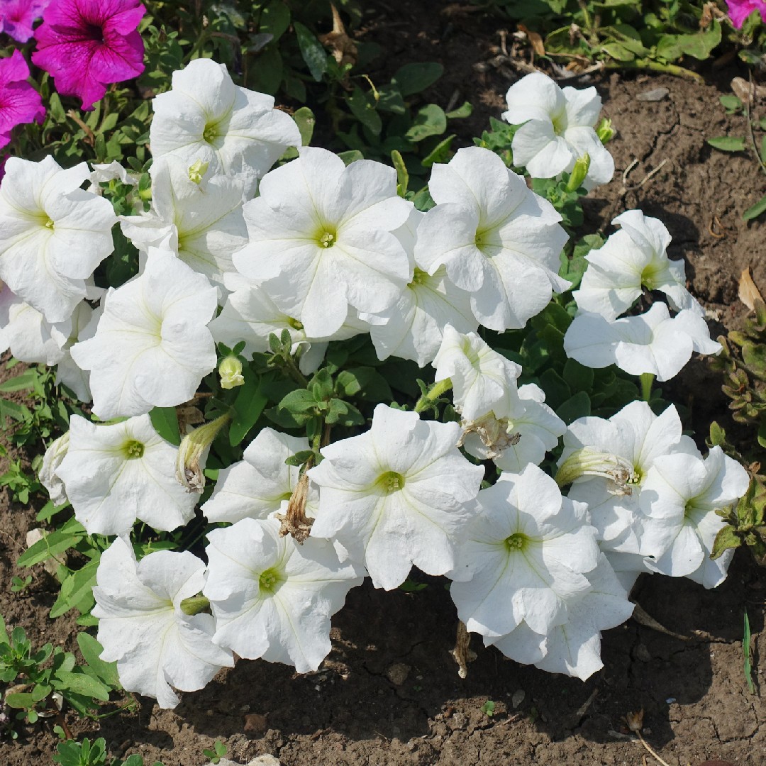 Petúnia comum Cuidados (Como Cuidar, Doenças, Podar) - PictureThis