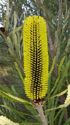 Banksia attenuata (Banksia attenuata) - PictureThis