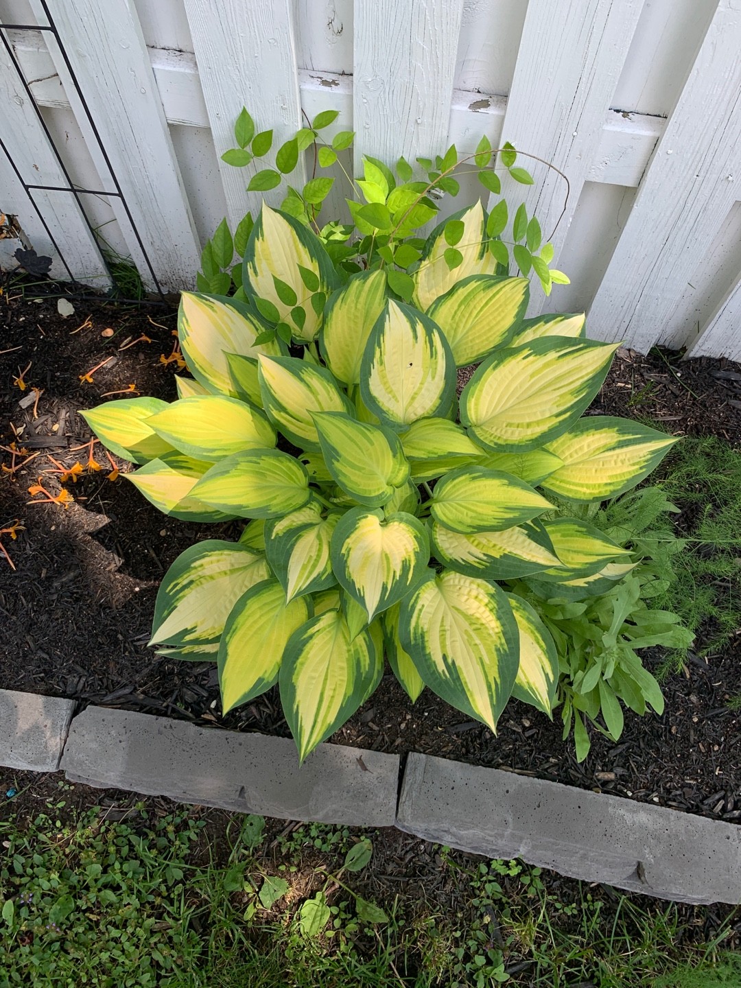 Hosta 'Color Festival' (Hosta 'Color Festival') - PictureThis