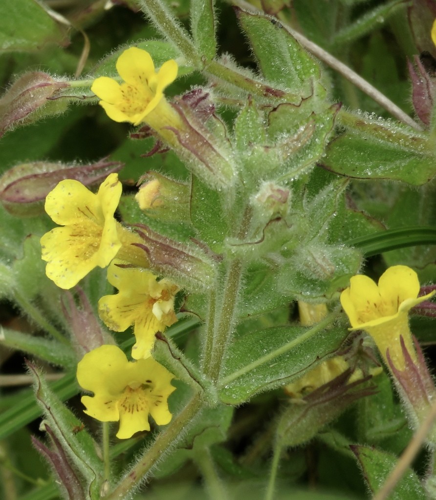 Erythranthe ptilota - PictureThis