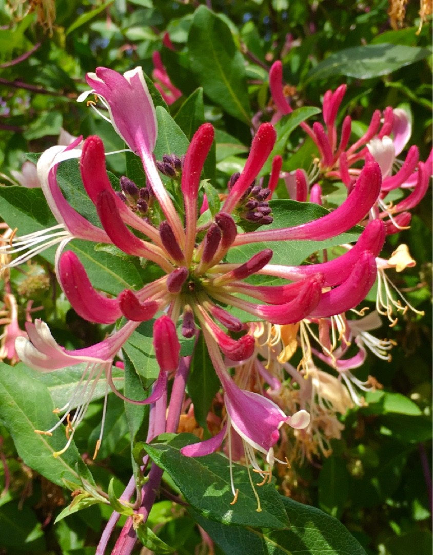 Lonicera etrusca 'Donald Waterer' - PictureThis